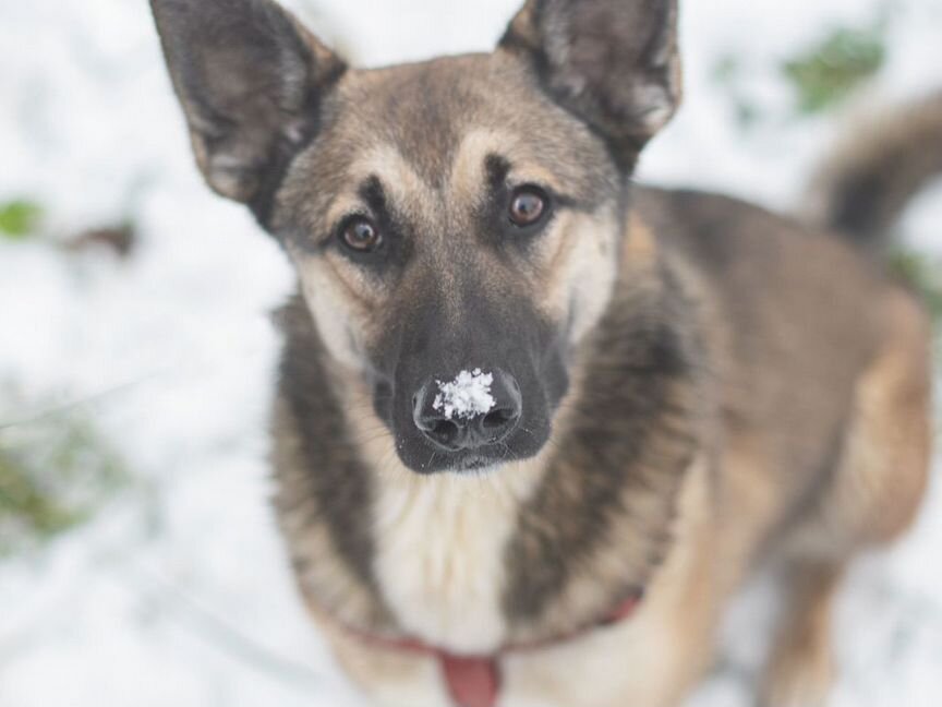 Собака Плюша ищет дом