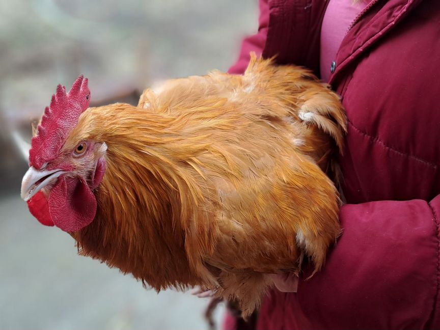 Петух орпингтон палевый