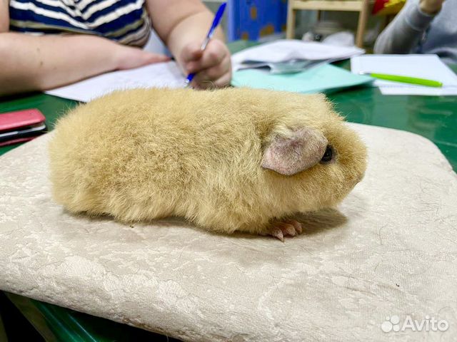 Морские свинки, Американский тедди