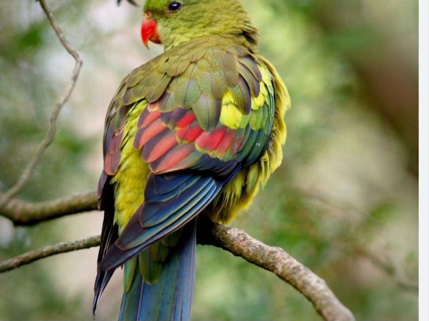 Роскошный горный попугай