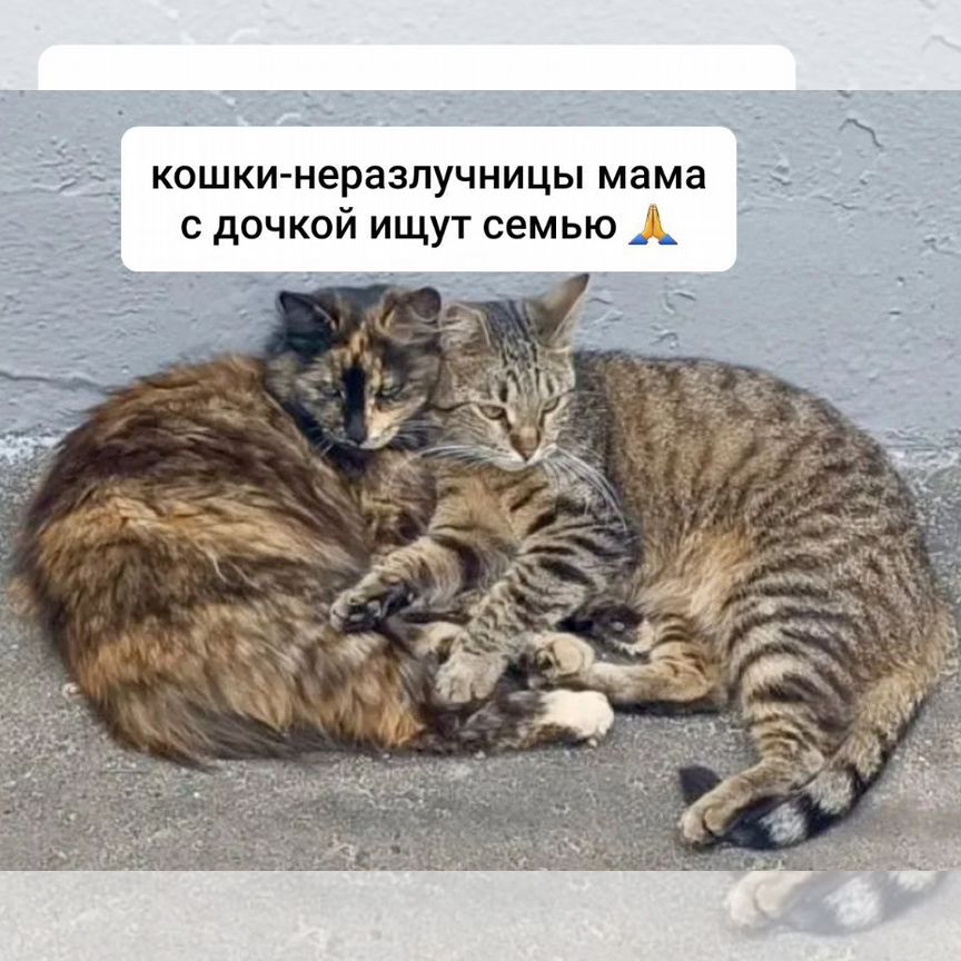 Взрослая, кошка в добрые руки
