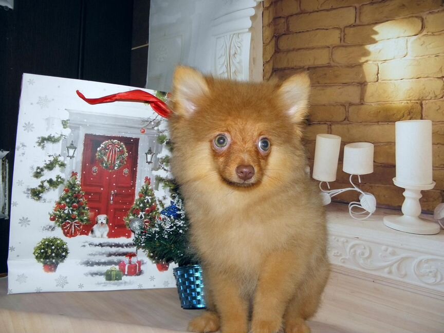 Померанский шпиц мальчик