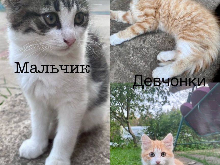 Кошки в добрые руки