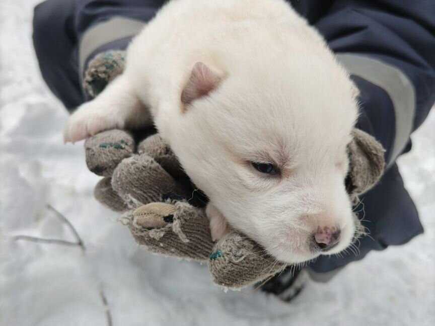 Собака хаски