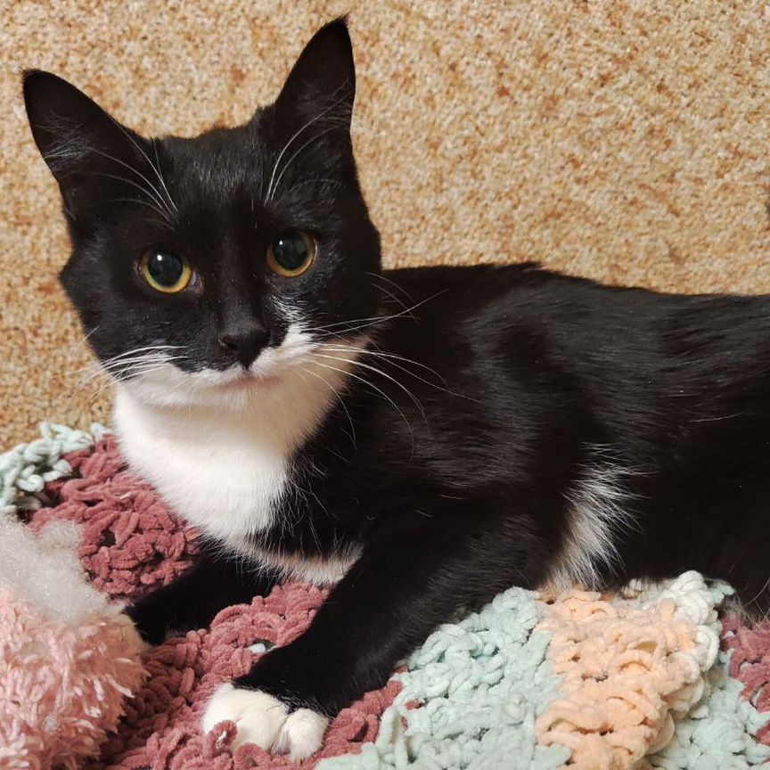 Взрослая, кошка в добрые руки