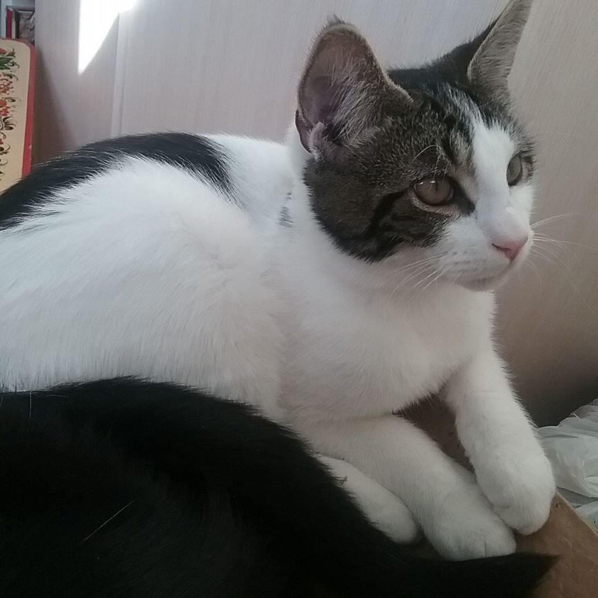 Отдам котенка в добрые руки