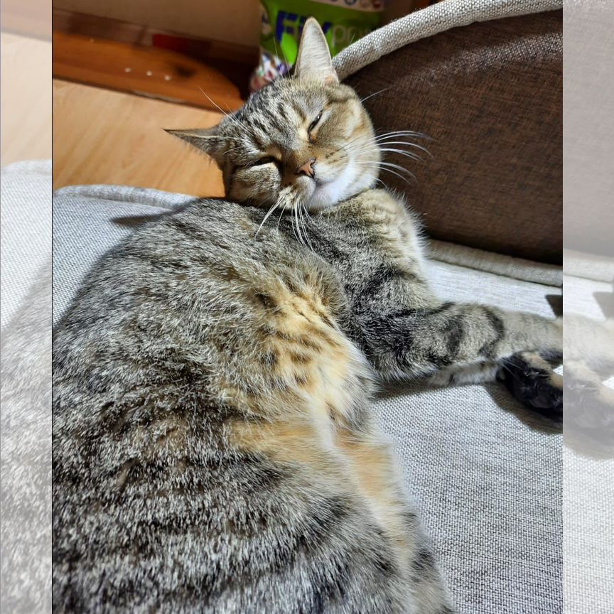 Кошка Дика