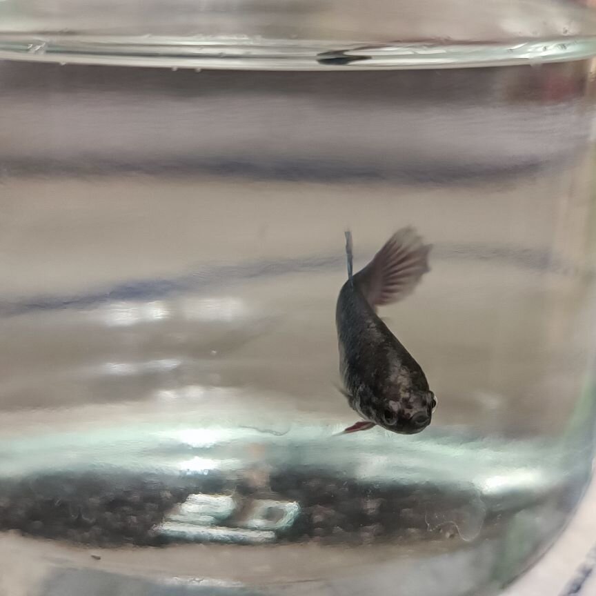 Рыбка петушок девочка