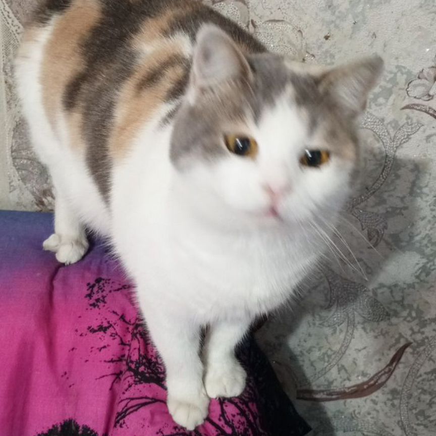 Отдам в добрые руки кошечку до безумия ласковая