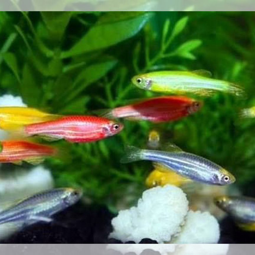 Данио гло фиш