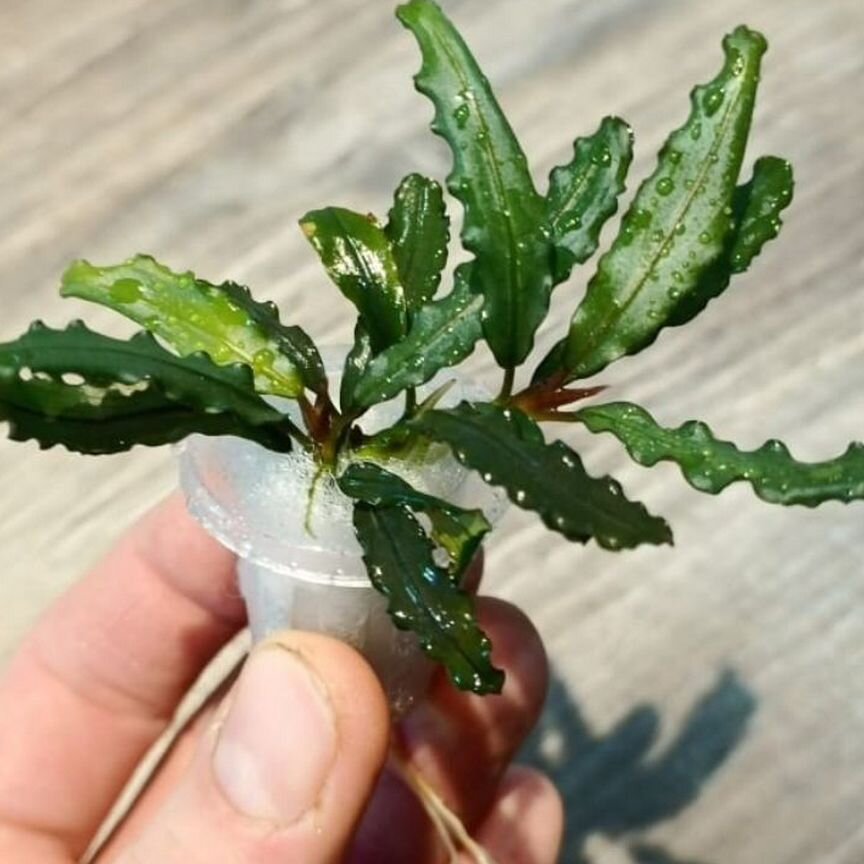 Аквариумное растение буцефоландра Elit assorted