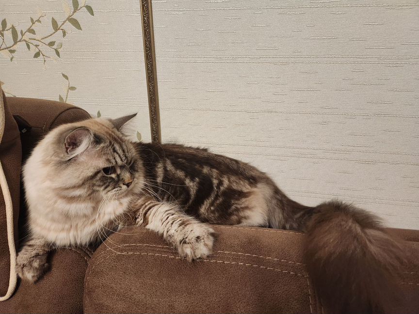 Вязка кот невская маскарадная