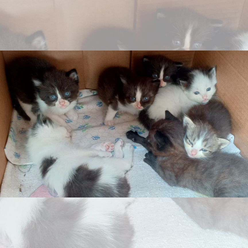 Котята в добрые руки бесплатно