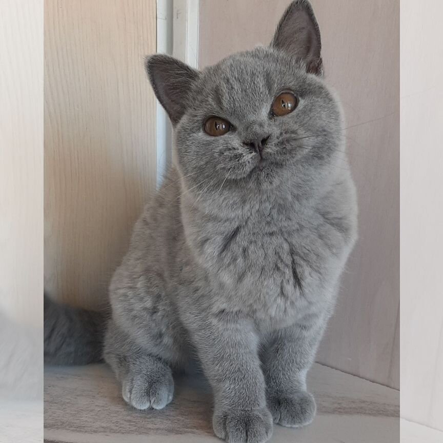 Британская короткошерстная