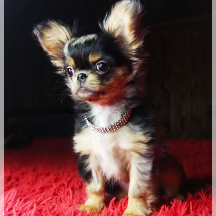 Чихуахуа, щенок