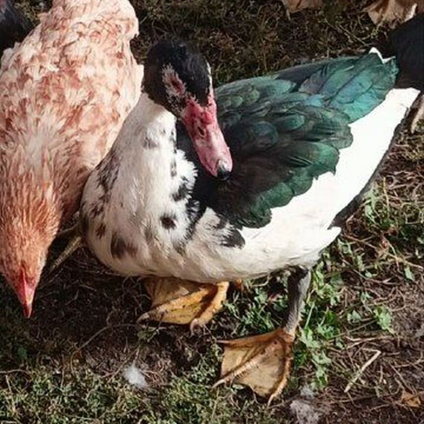 Продаются утки