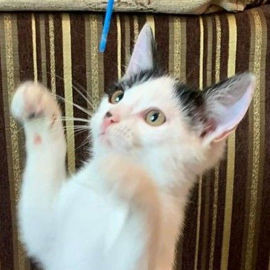 Котёнок по имени Чарли, 5,5месяцев