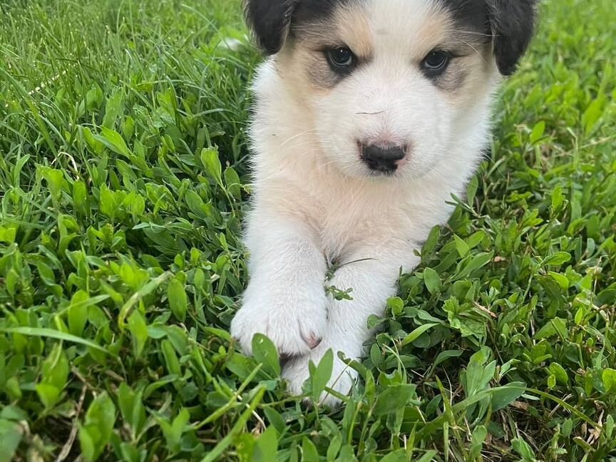 Отдам щенков в добрые руки, помесь Асси