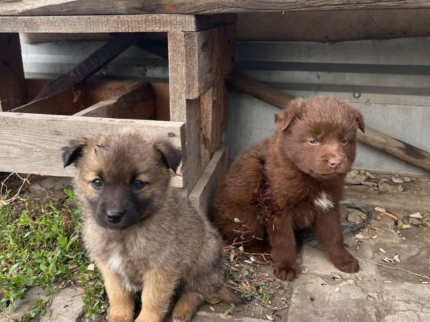 Щенки девочки в добрые руки