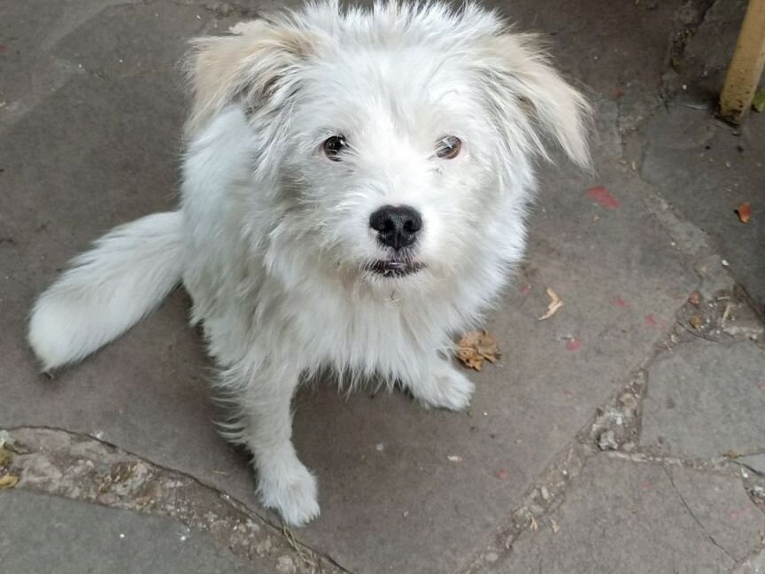 Стерилизованная собака-подросток