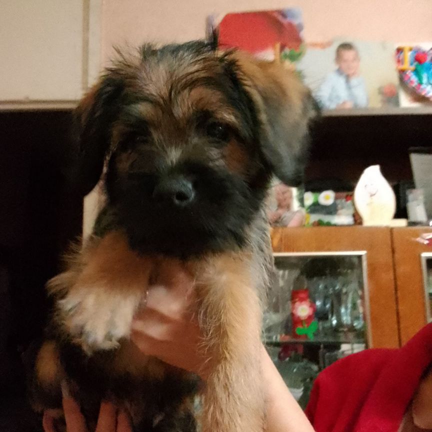 Пинчер грифон