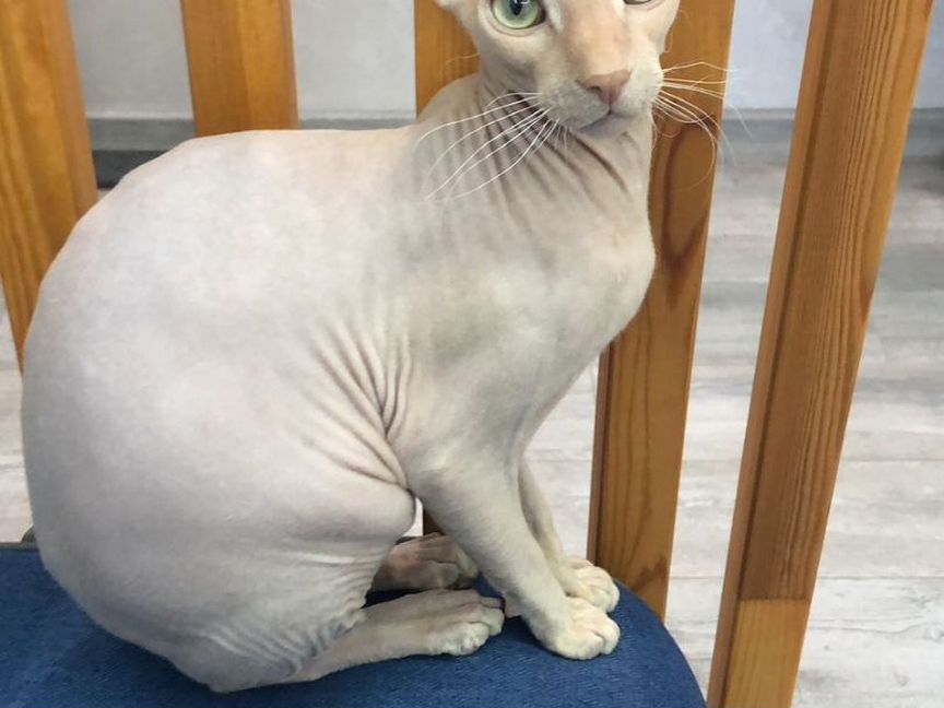 Кошка