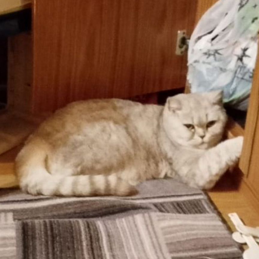 Британская длинношёрстная кошка, взрослая