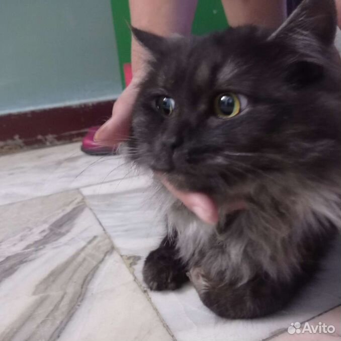 Нашли кошку просьба отозваться хозяина