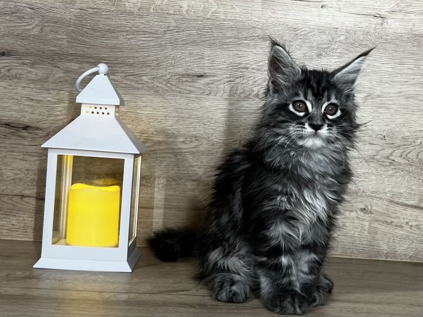 Мейн Кун кошечка от чемпиона мира