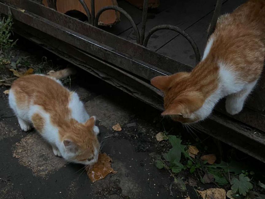 Котята в опасности