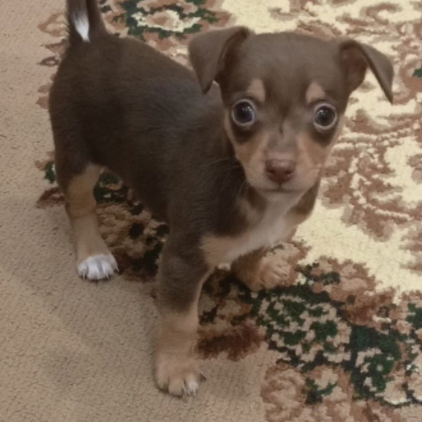 Русский той-терьер, щенок