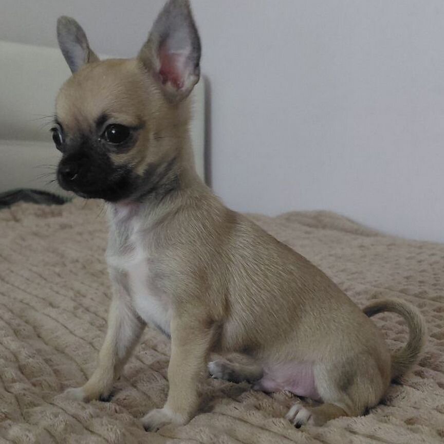 Чихуахуа, щенок