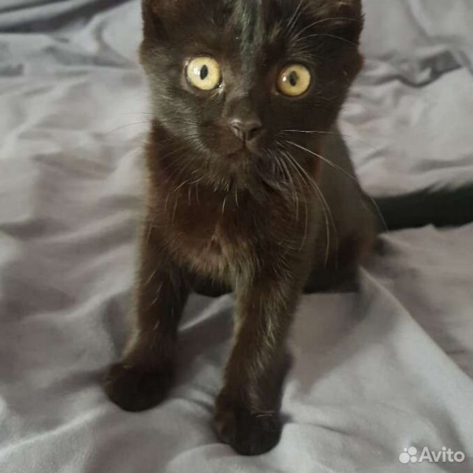Кошечка с приданным