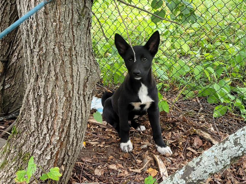 Чудесные щеночки