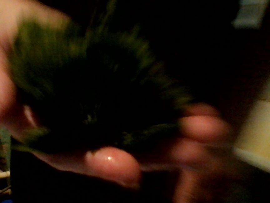 Кладофора - аквариумное растение