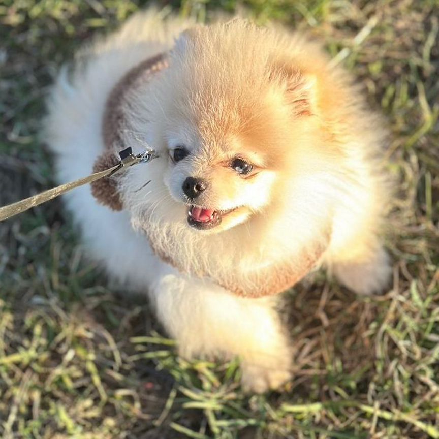 Немецкий шпиц, щенок