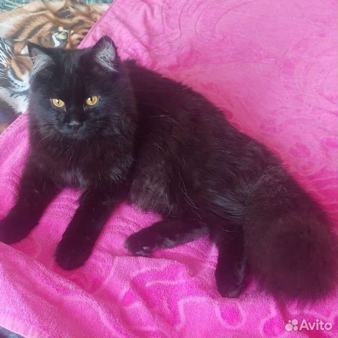 Шикарный замурчательный котик потеряшка