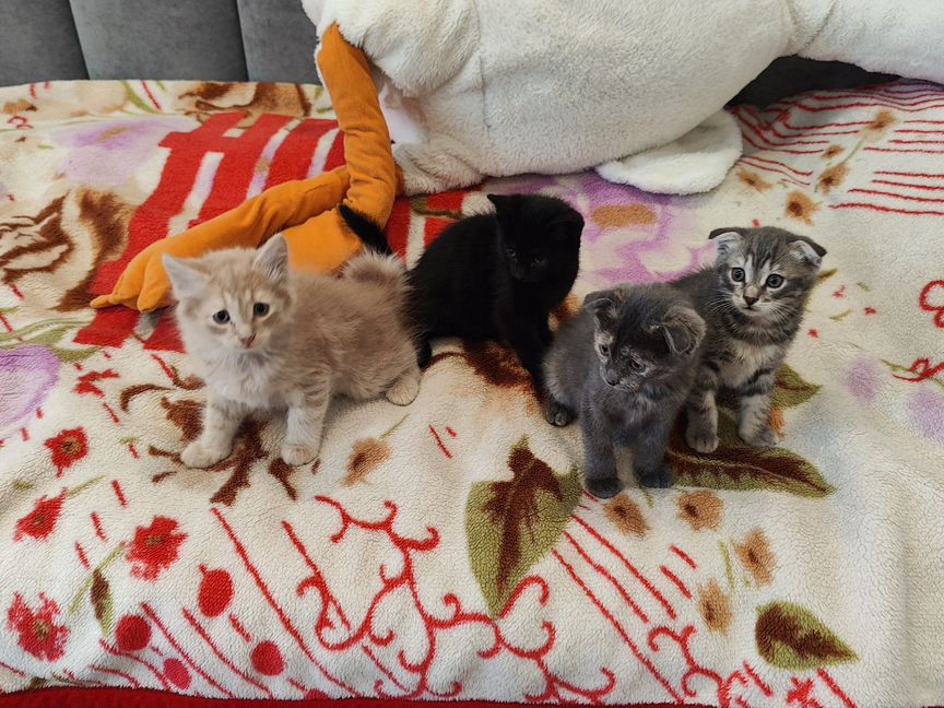 Котята в добрые руки