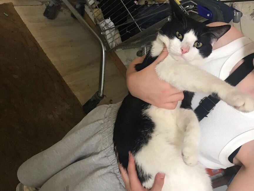 Кот в добрые руки