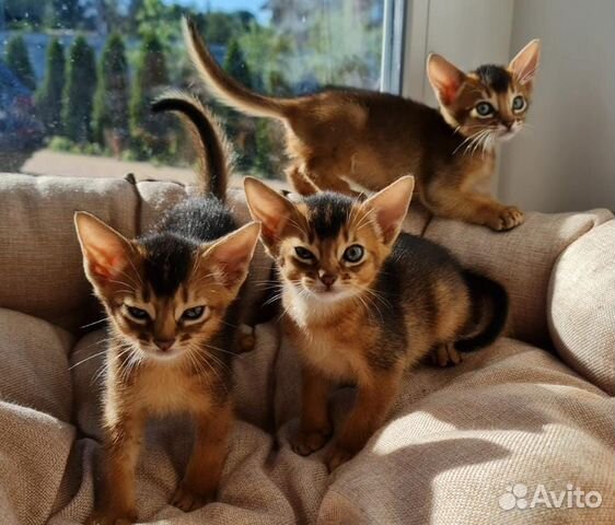 Котята абиссинской породы