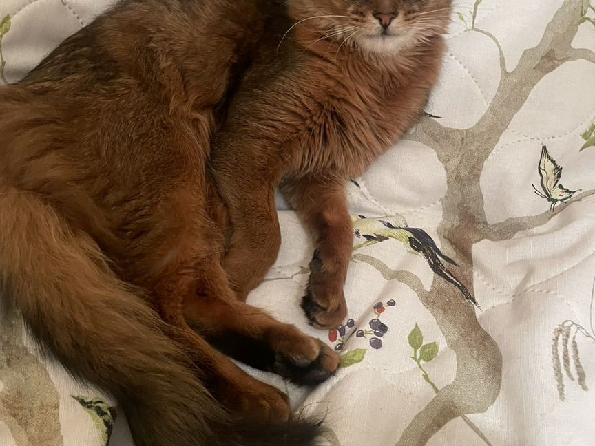 Сомалийская кошка
