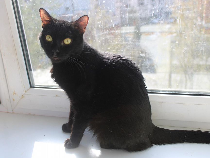 Ласковая Белла ищет дом