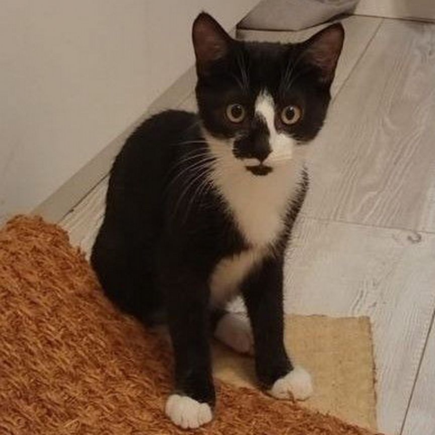 Черный с белым котенок