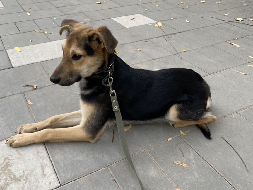 Собака щенок мальчик