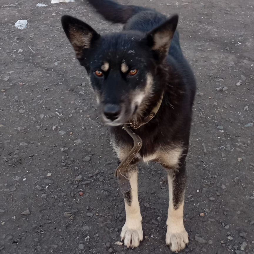 Взрослая собака в добрые руки