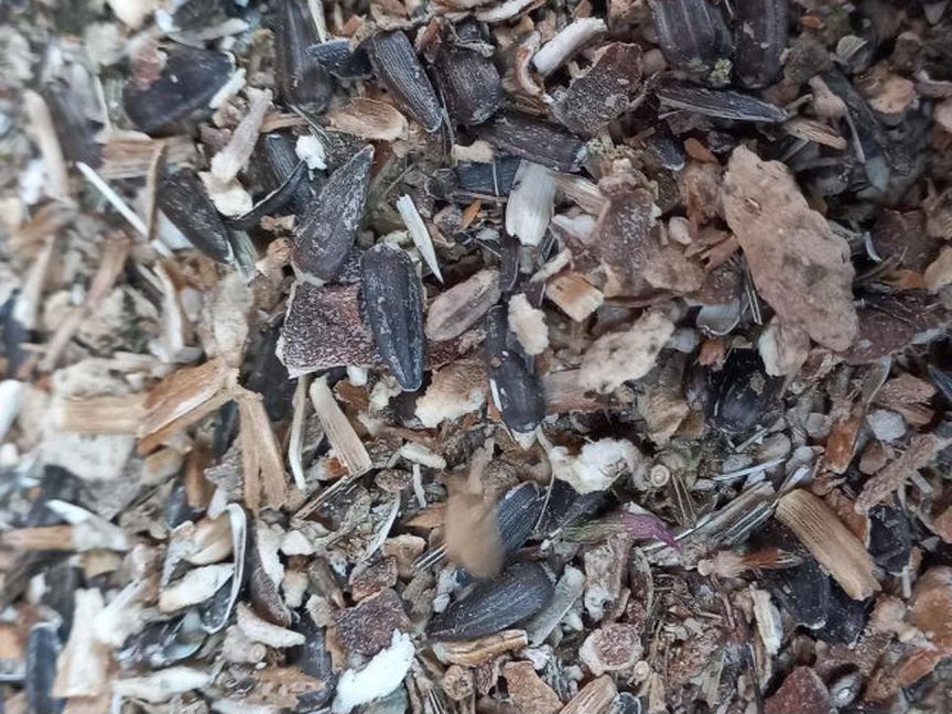 Отход семечек