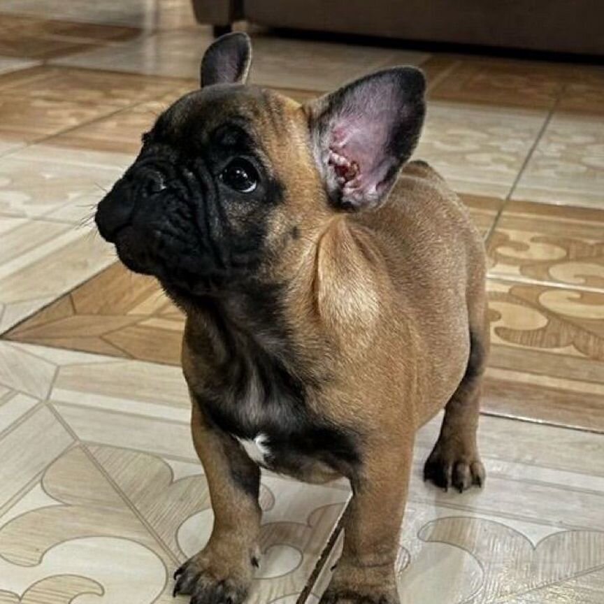 Французский бульдог щенки