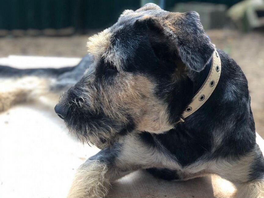 Собака в добрые руки метис эрдельтерьера