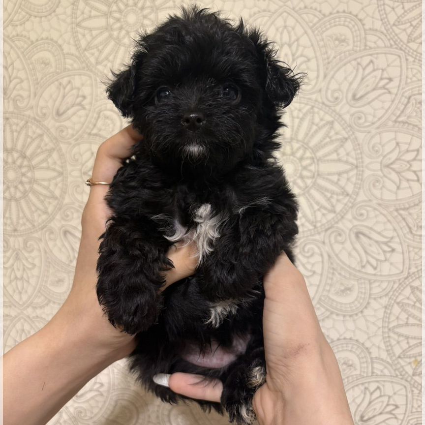 Мальтипу, щенок