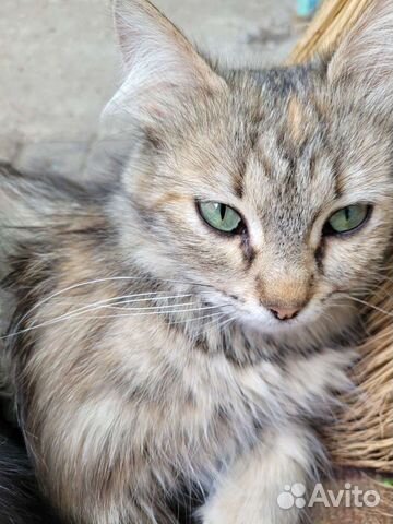 Котята сибирской кошки